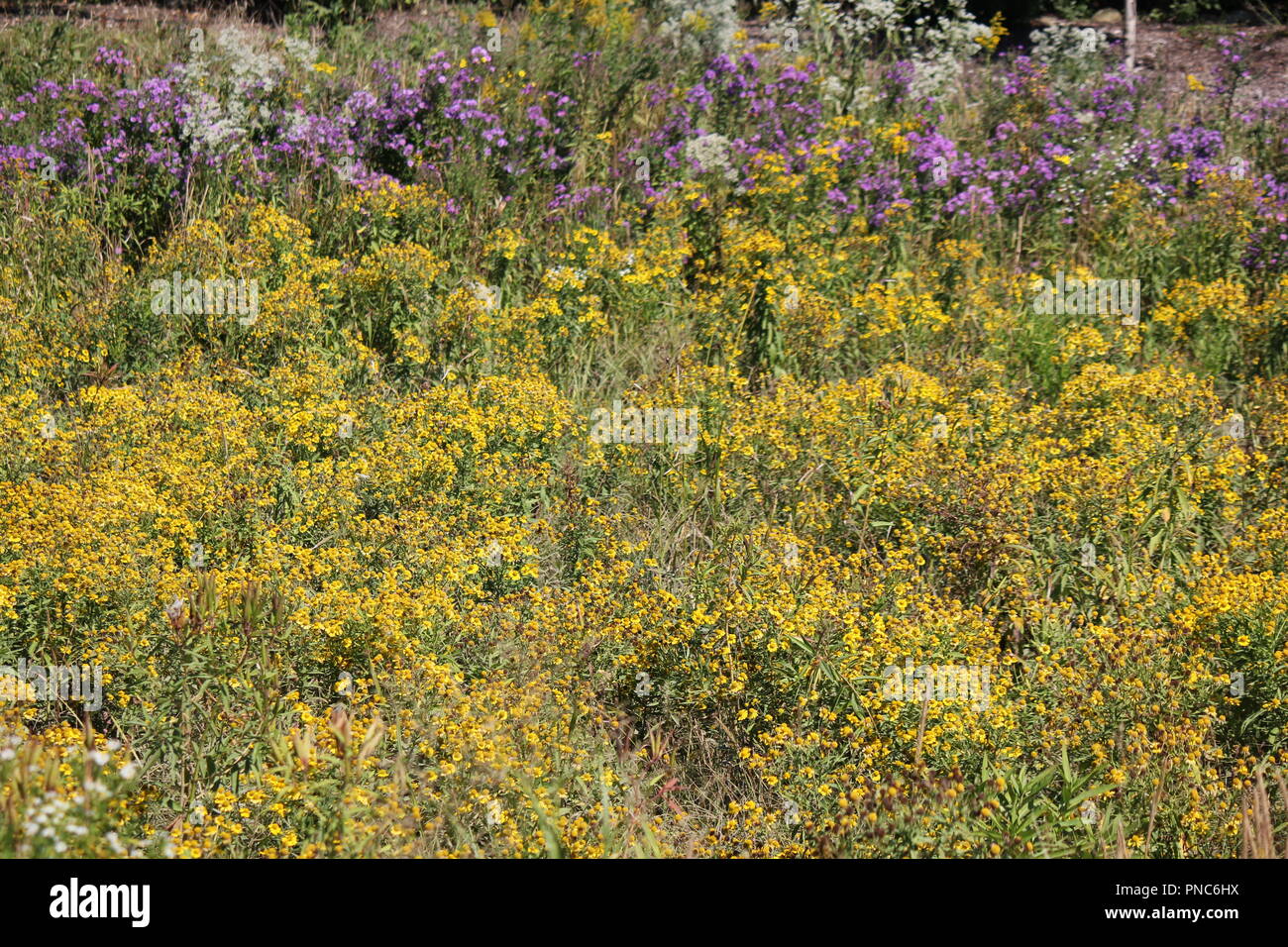 Beautiful field of blossoming wildflowers in the late summer and early ...