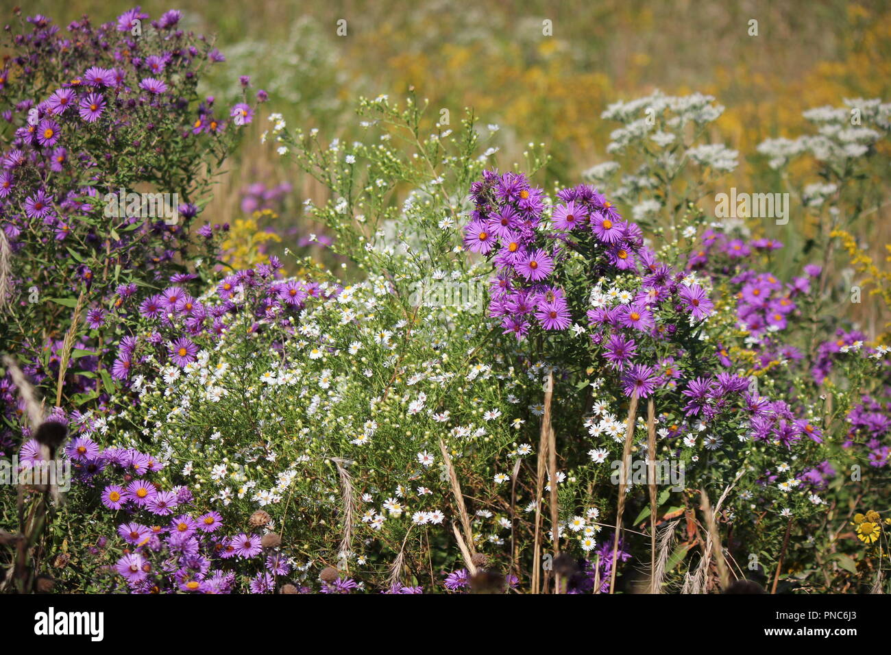 Beautiful field of blossoming wildflowers in the late summer and early ...