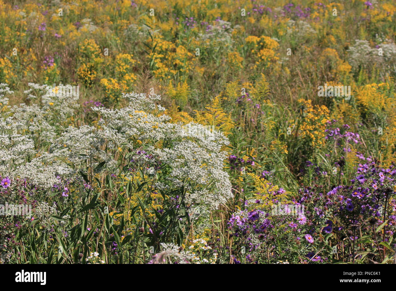 Beautiful field of blossoming wildflowers in the late summer and early fall Stock Photo - Alamy