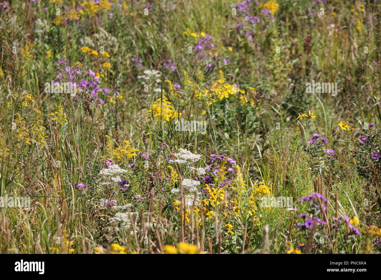 Beautiful field of blossoming wildflowers in the late summer and early ...