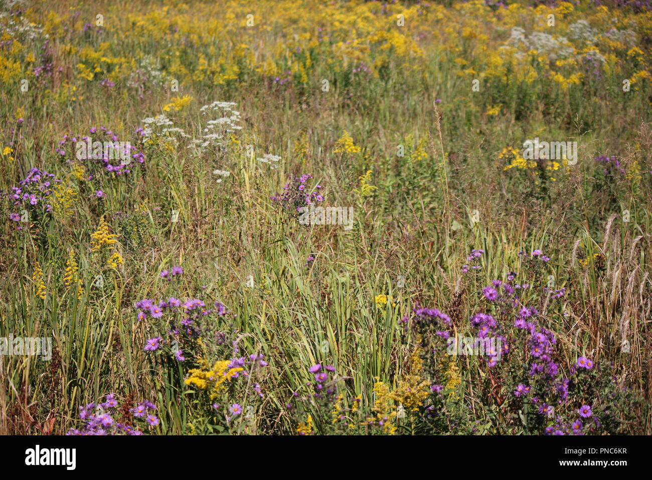 Beautiful field of blossoming wildflowers in the late summer and early ...