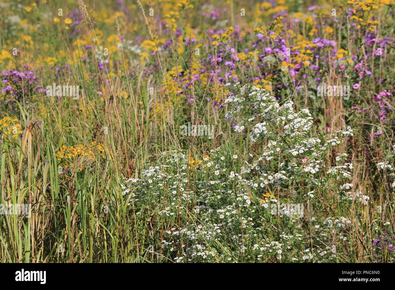 Beautiful field of blossoming wildflowers in the late summer and early ...