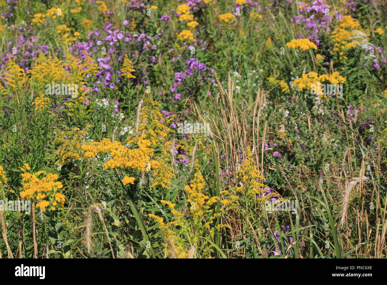 Beautiful field of blossoming wildflowers in the late summer and early fall Stock Photo - Alamy