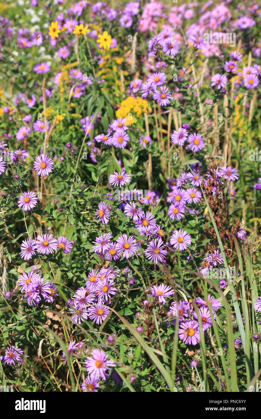 Fall bloomers hi-res stock photography and images - Alamy
