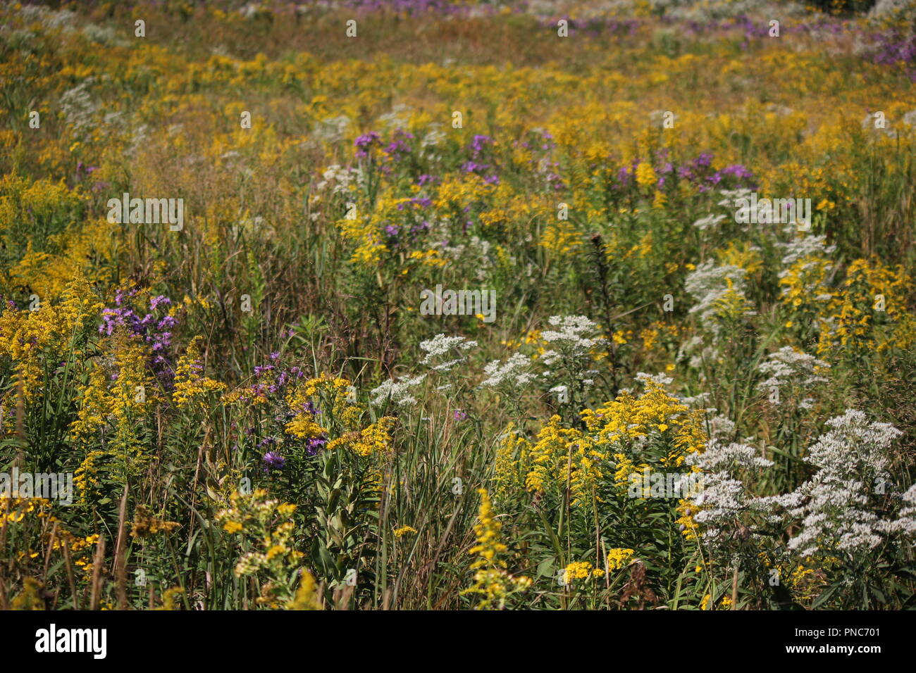 Beautiful field of blossoming wildflowers in the late summer and early ...