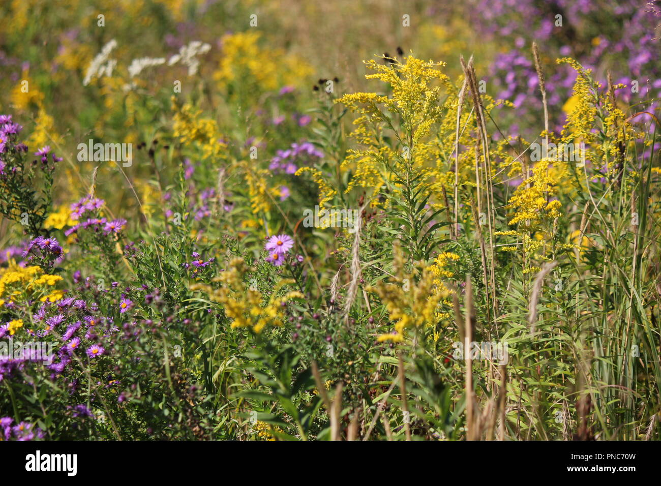 Beautiful field of blossoming wildflowers in the late summer and early ...