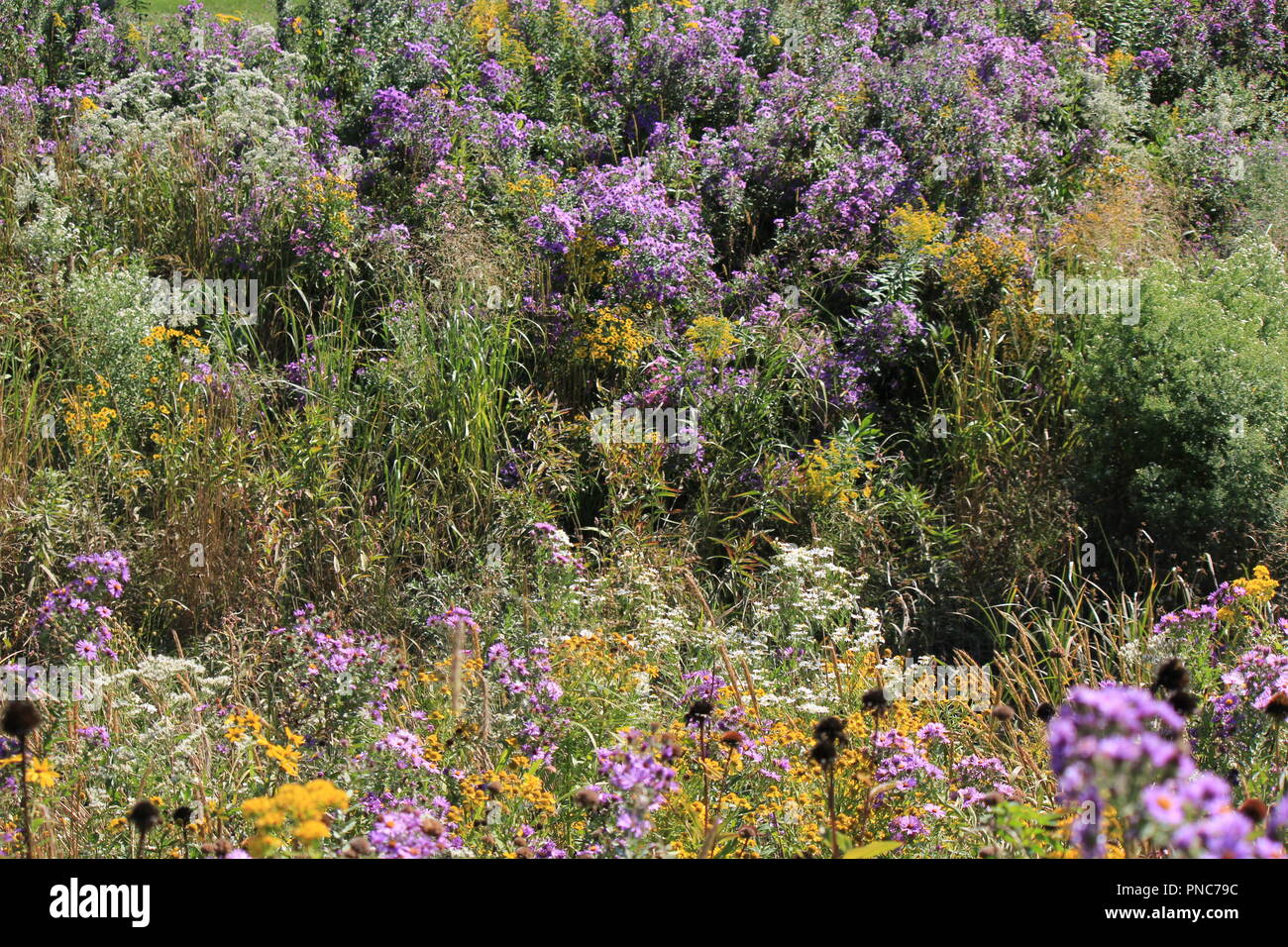 Beautiful field of blossoming wildflowers in the late summer and early ...