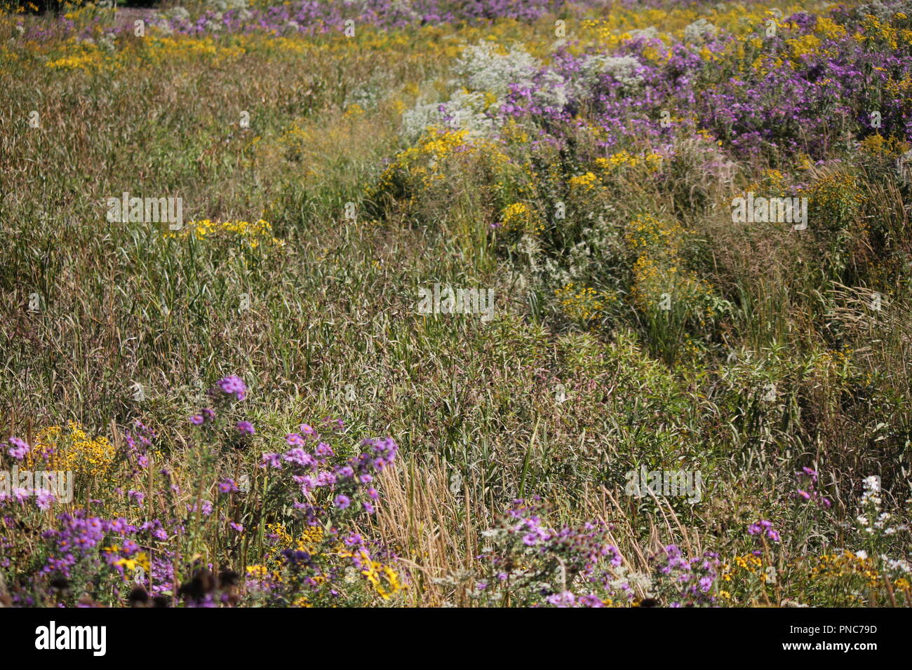Beautiful field of blossoming wildflowers in the late summer and early ...