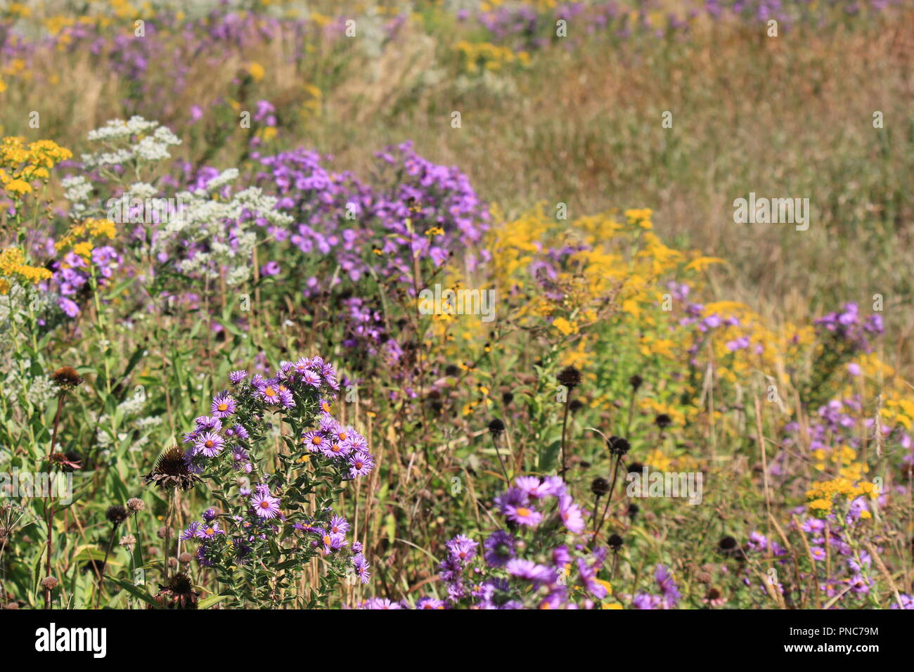 Beautiful field of blossoming wildflowers in the late summer and early ...