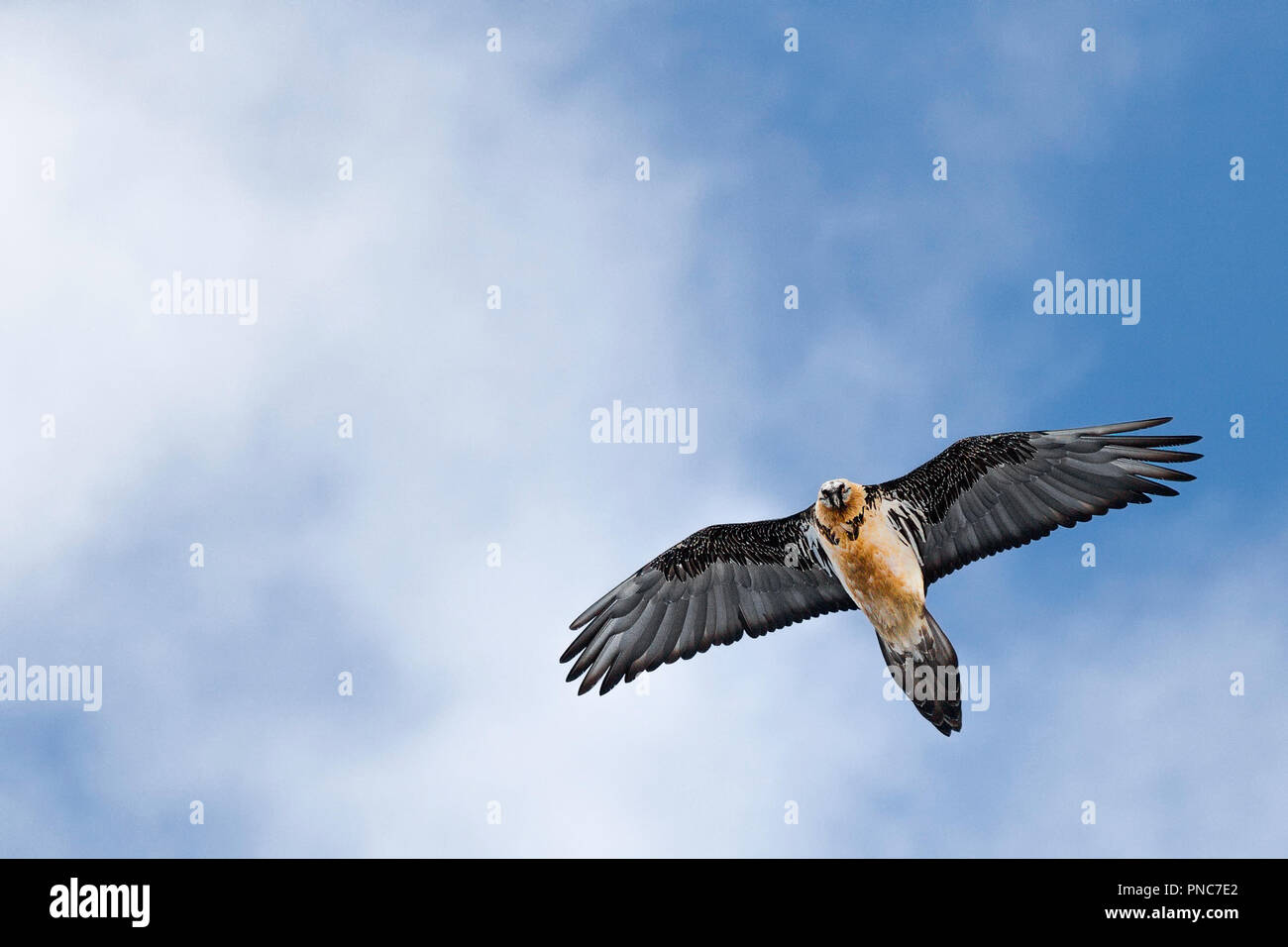 Predator chasing prey hi-res stock photography and images - Alamy