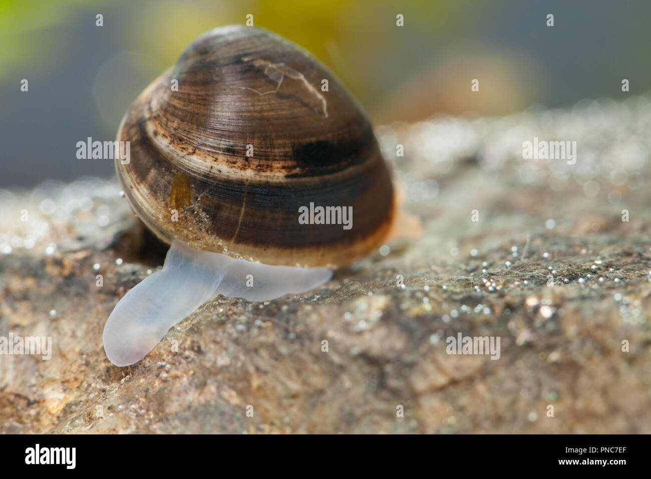 Fingernail surface hi-res stock photography and images - Alamy