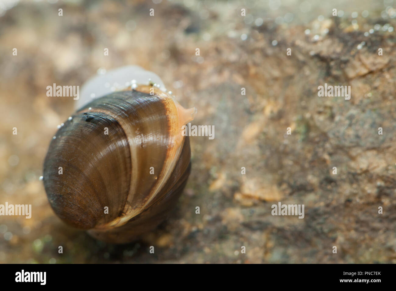 Fingernail surface hi-res stock photography and images - Alamy