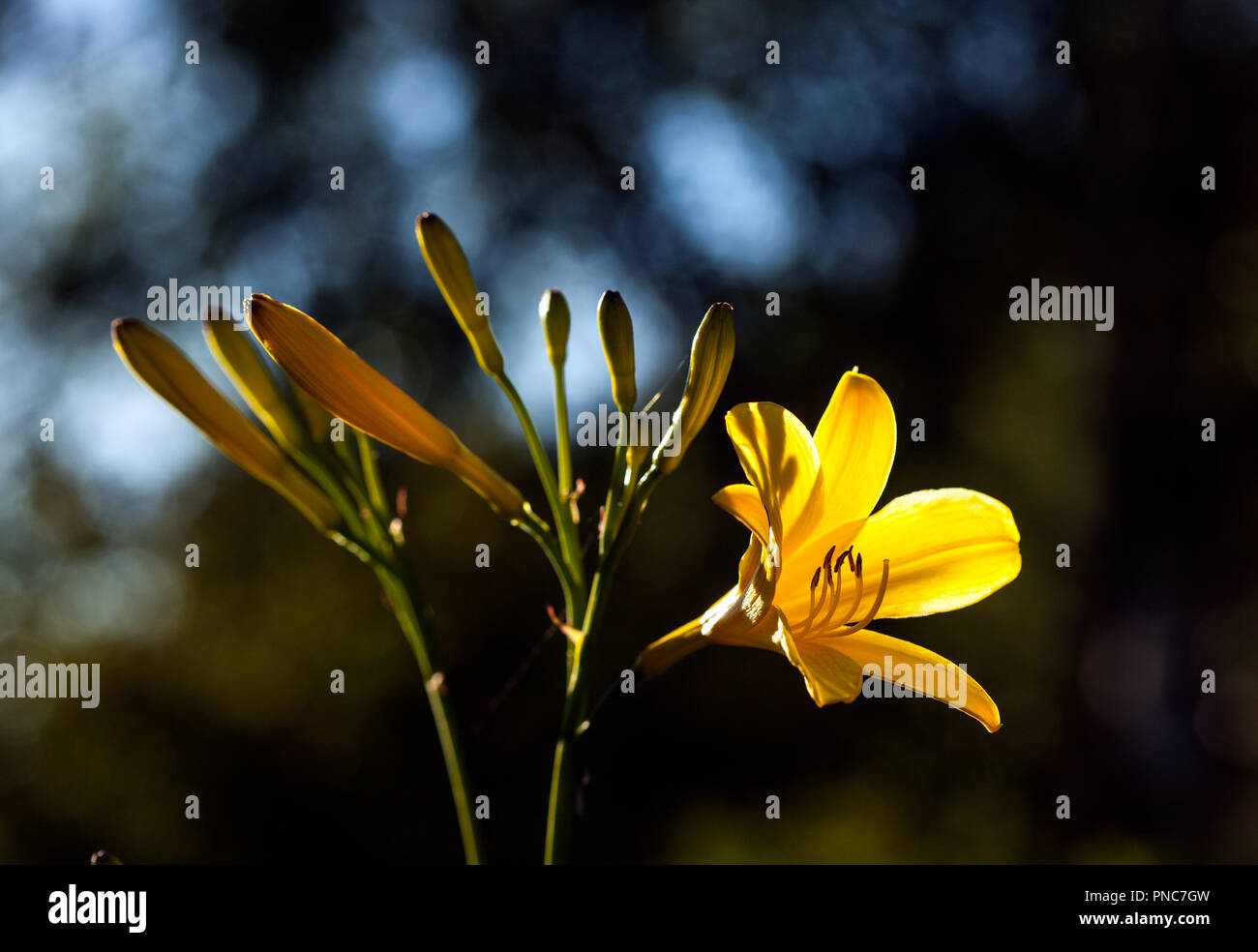 Yellow Lily, Lilly Flower. Buds on the blurred background. Summer ...