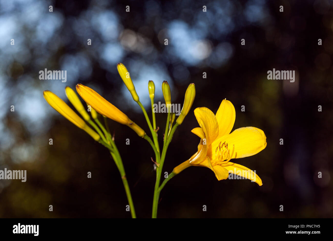 Yellow Lily, Lilly Flower. Buds on the blurred background. Summer ...