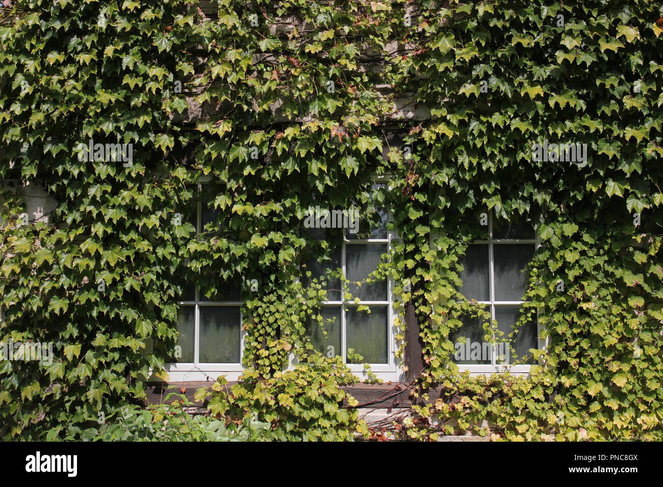 A row of three windows covered in lush summer green ivy Stock Photo - Alamy