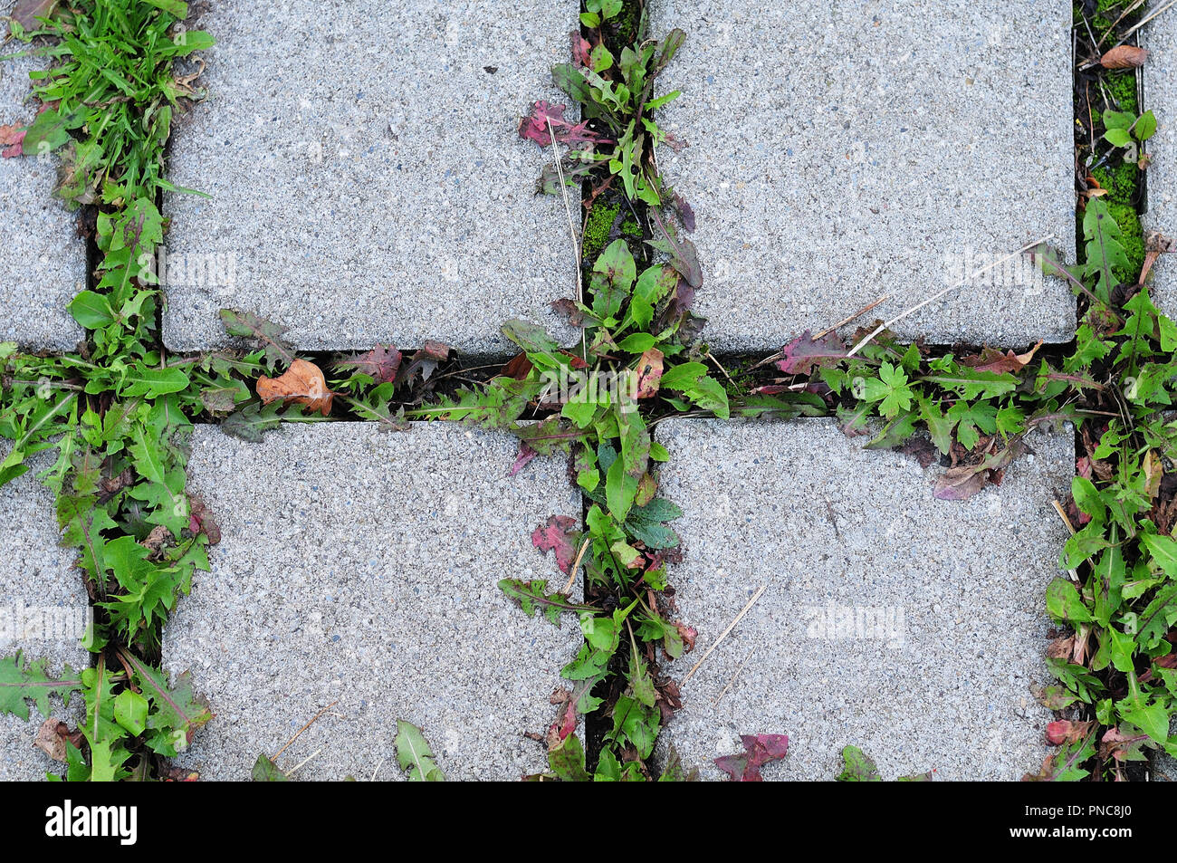 footpath covered with square cement pavers, weed and grass growing in ...