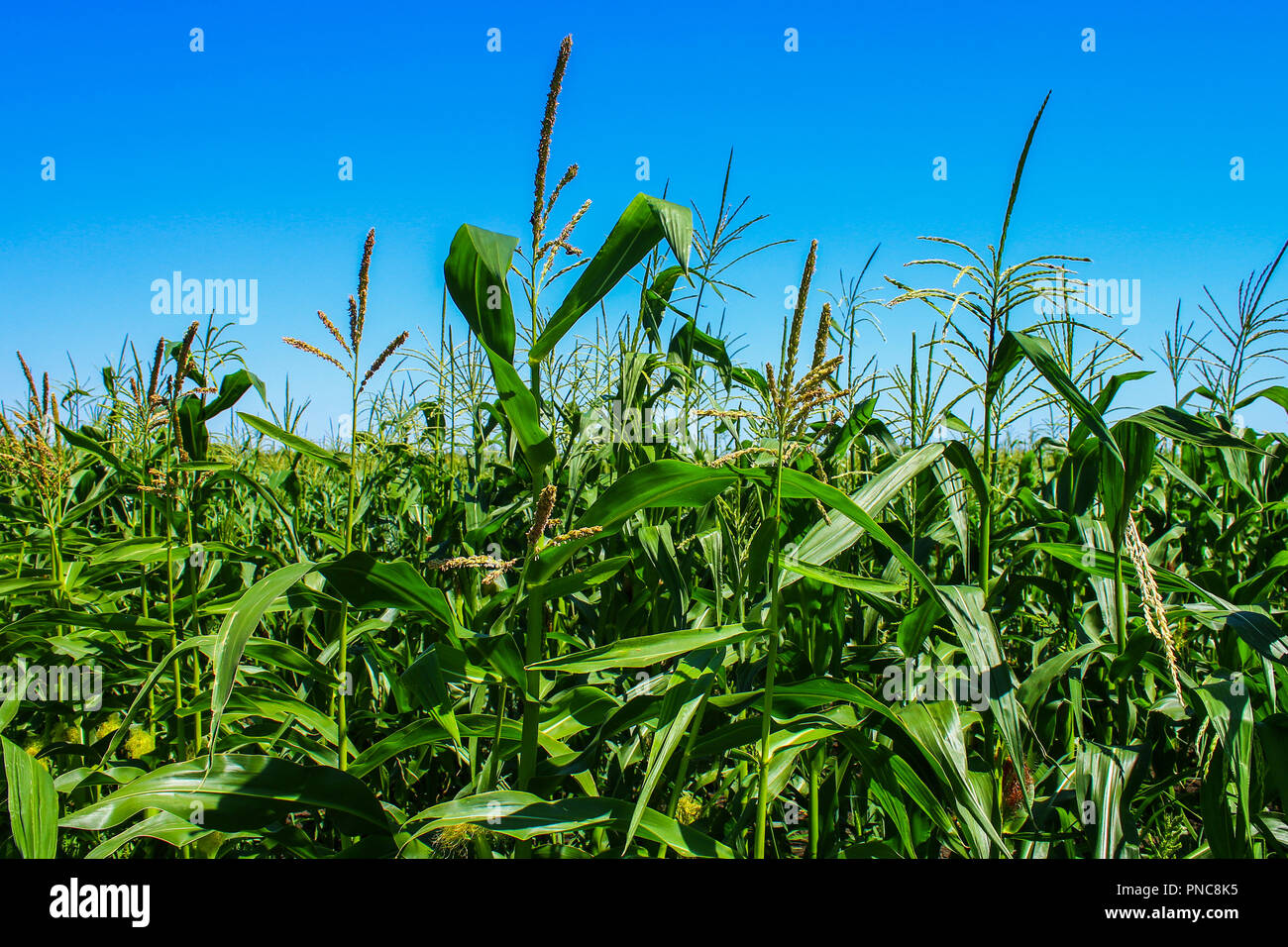 Green juicy leaves of young corn in the field, closeup. Agricultural background Stock Photo - Alamy