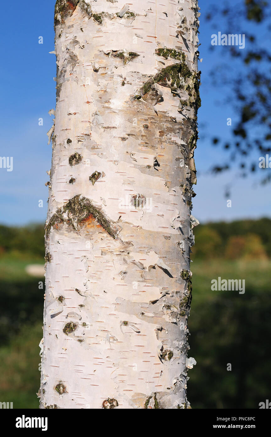 Papery plates hi-res stock photography and images - Alamy