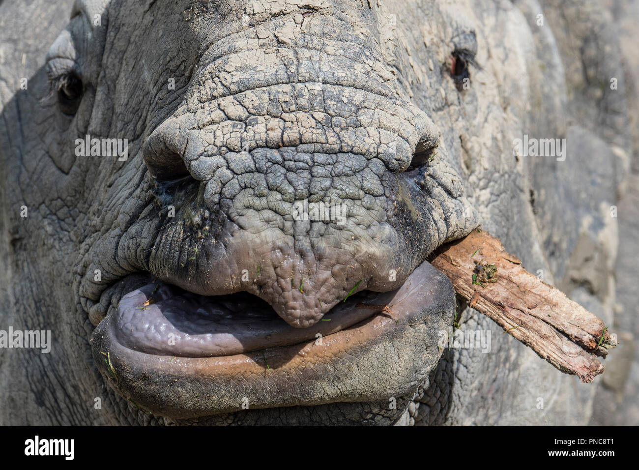 Indian rhinoceroses hi-res stock photography and images - Alamy