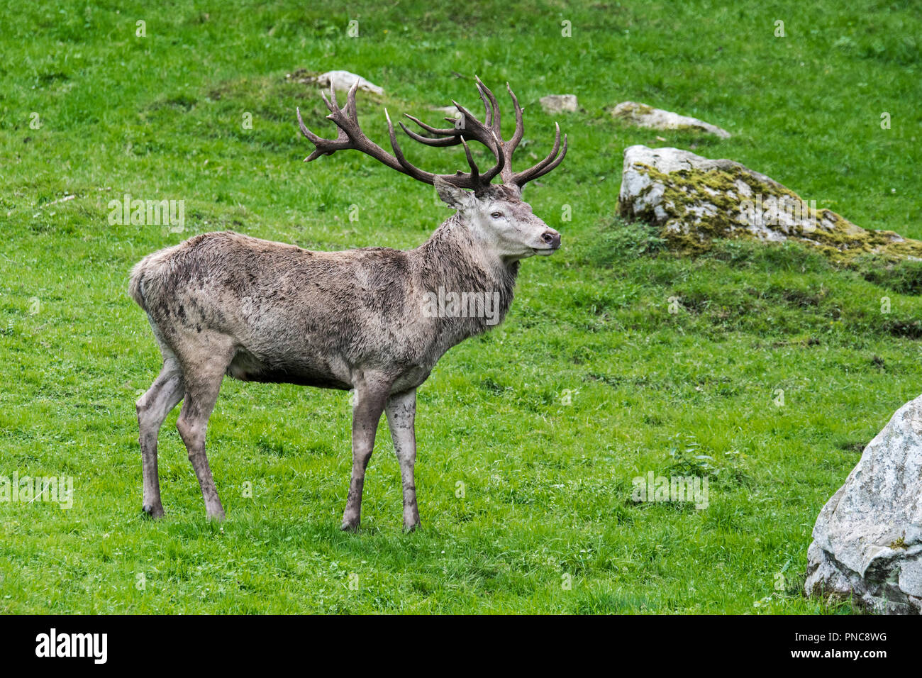 Stag rocks hi-res stock photography and images - Alamy