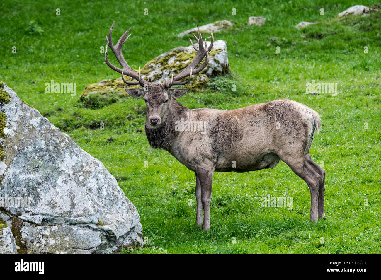 Stag rut mountains hi-res stock photography and images - Alamy