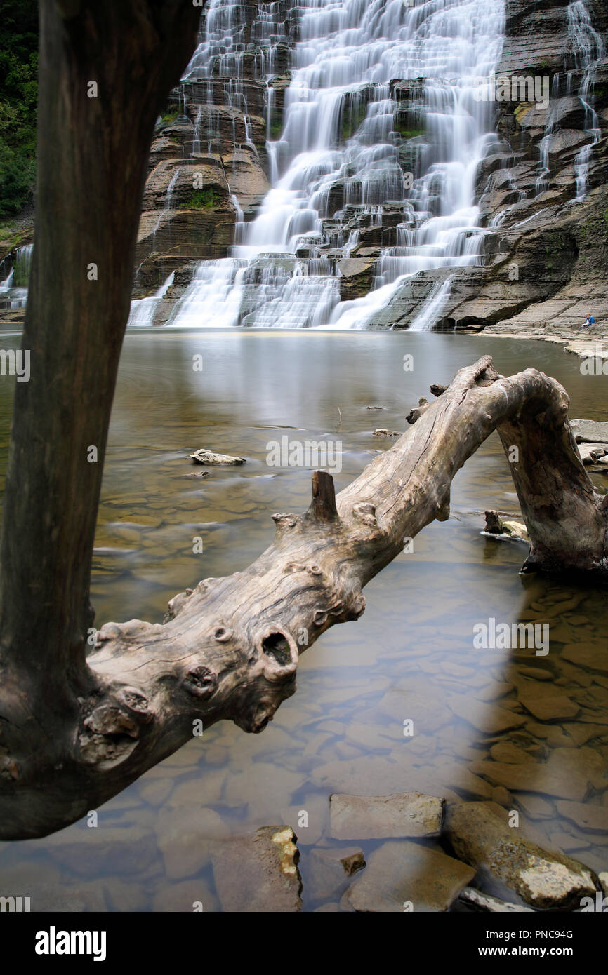 Finger tree hi-res stock photography and images - Alamy
