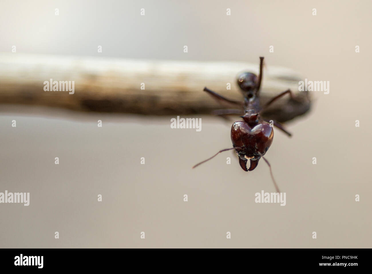 Ant ants camponotus formicidae hi-res stock photography and images - Alamy