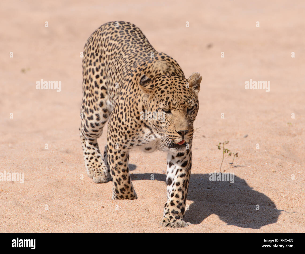 African leopard male kruger national hi-res stock photography and ...