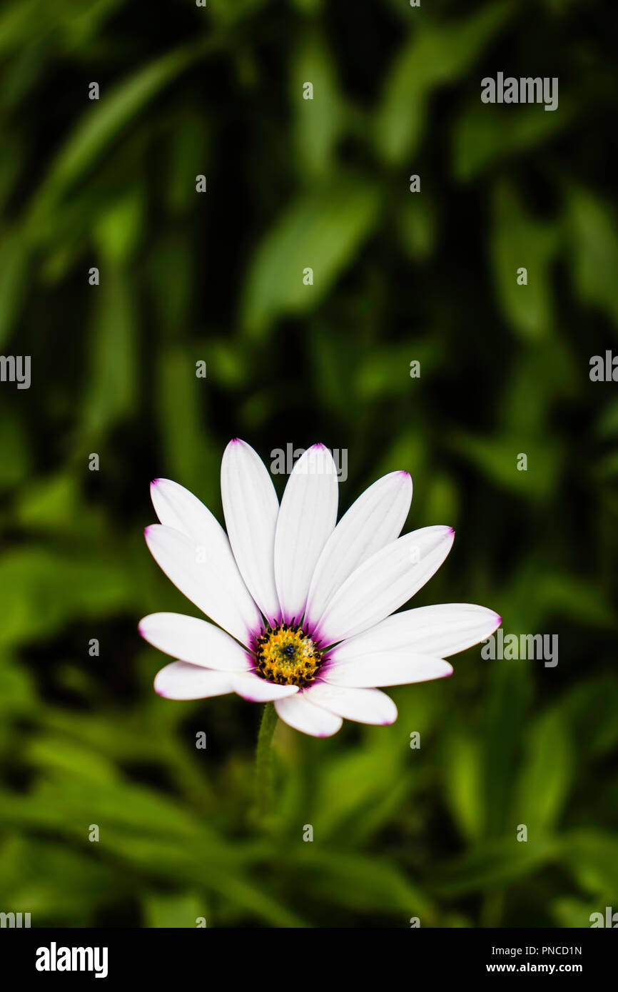 Hardy african daisy hi-res stock photography and images - Alamy