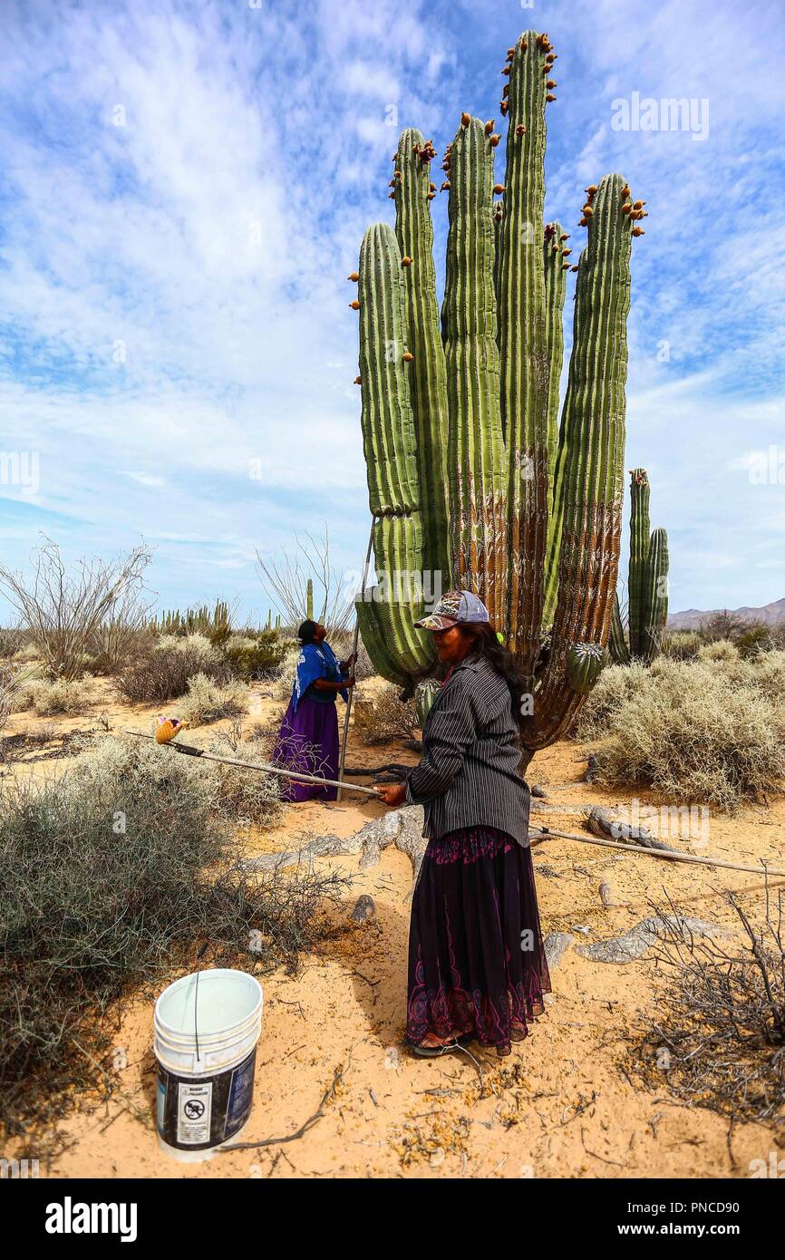 Native women of the Comcaac tribe or Series in the search of Pitahaya ...