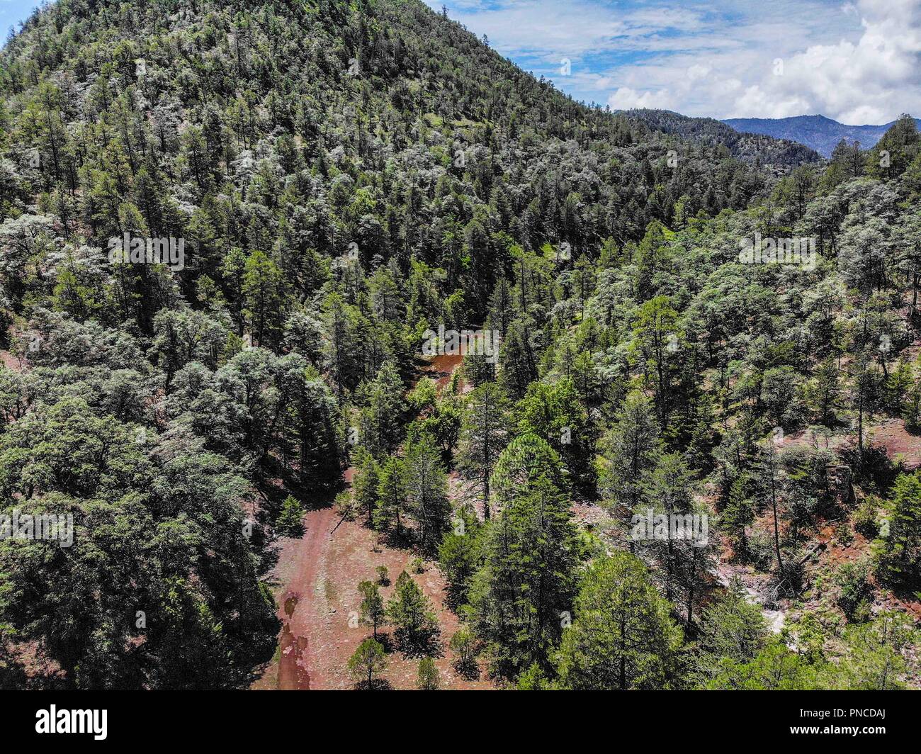 Vista aerea del paisaje, bosque y arroyo La Cueva en en La Mesa Tres Rios, Sonora Mexico. Sierra ...