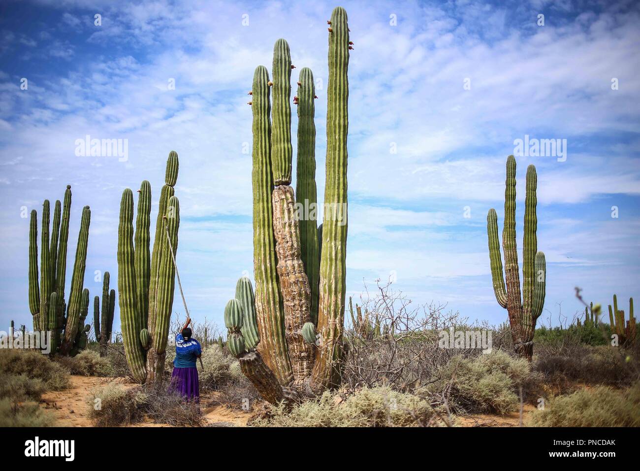 Work of harvest of fruits of pitaya and cactus in the Sonora desert ...