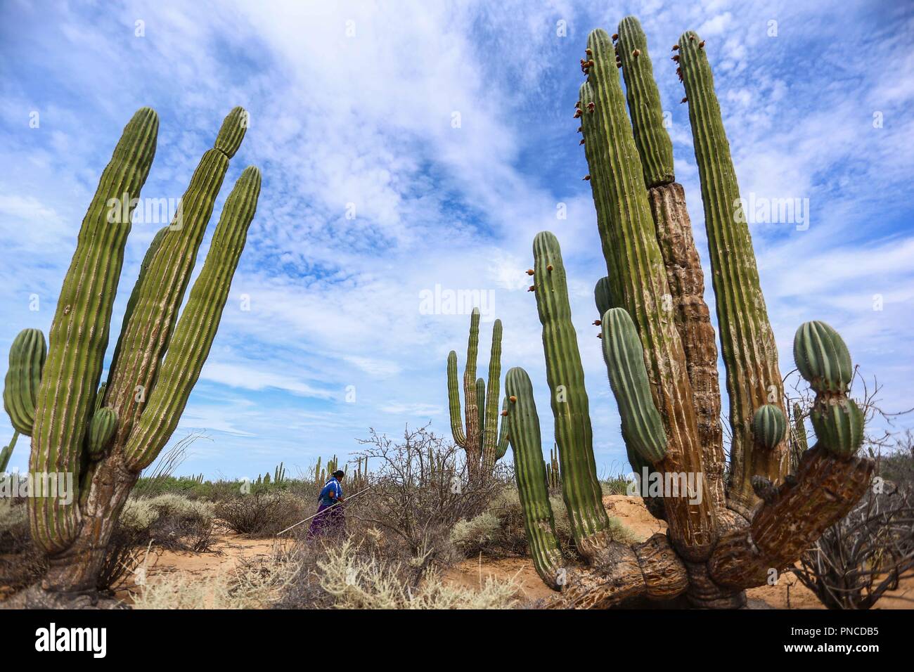Work of harvest of fruits of pitaya and cactus in the Sonora desert ...