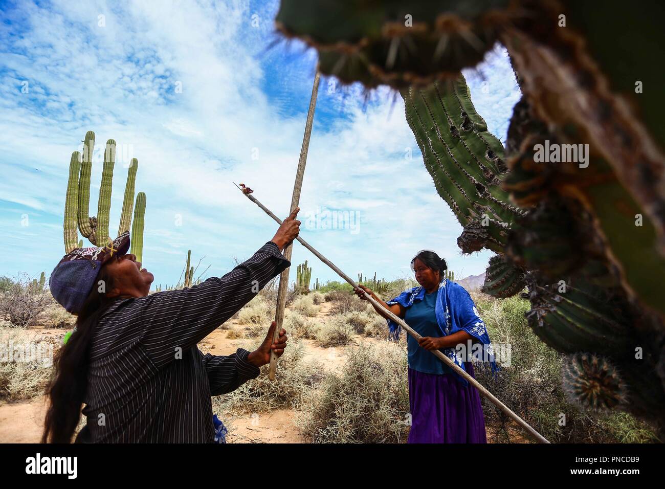 Work of harvest of fruits of pitaya and cactus in the Sonora desert ...