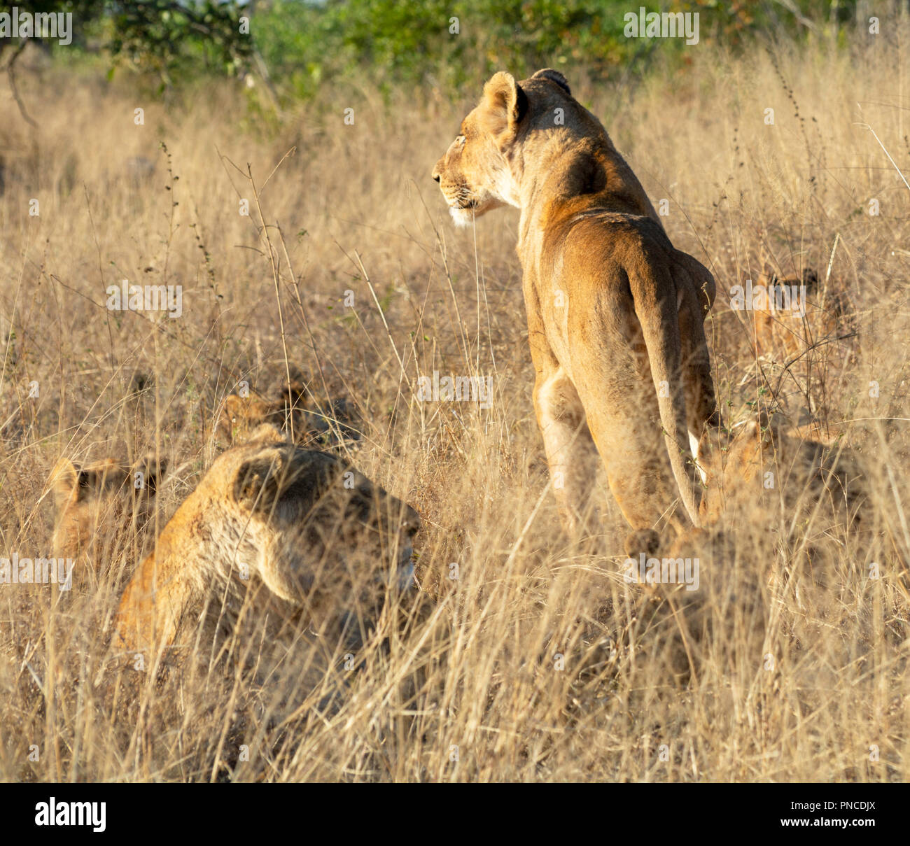 Digital ecosystem hi-res stock photography and images - Alamy