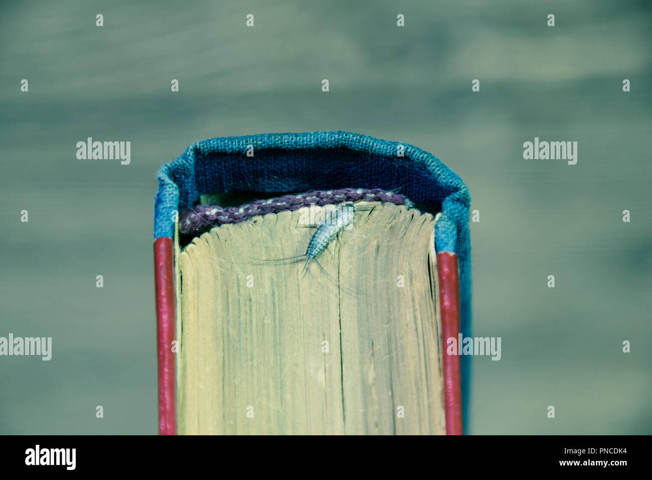 Insect feeding on paper - silverfish. Pest books and newspapers ...
