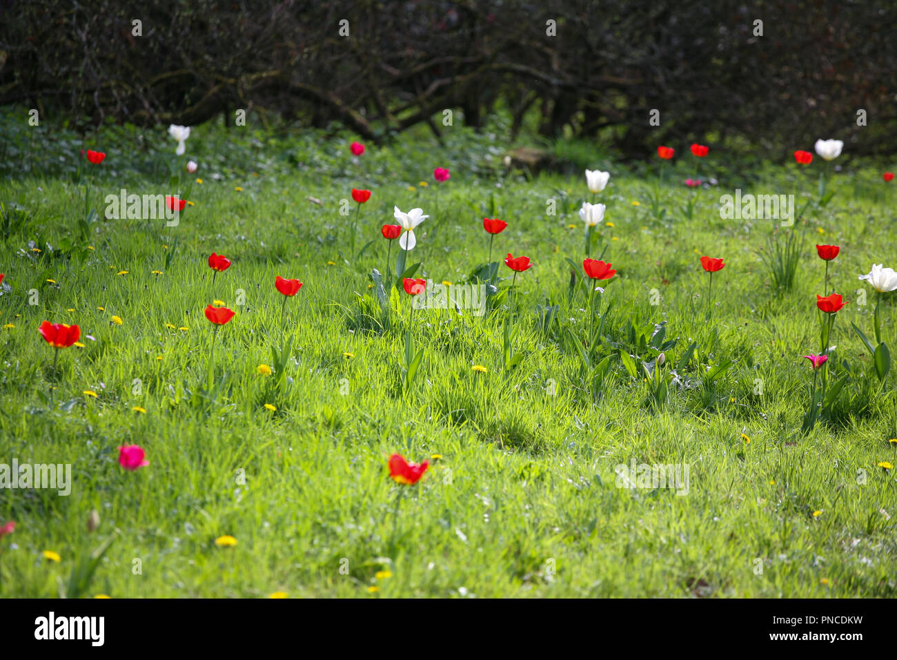 Vibrant red tulips (Tulipa spp.) in a grassy meadow, spring time Stock ...
