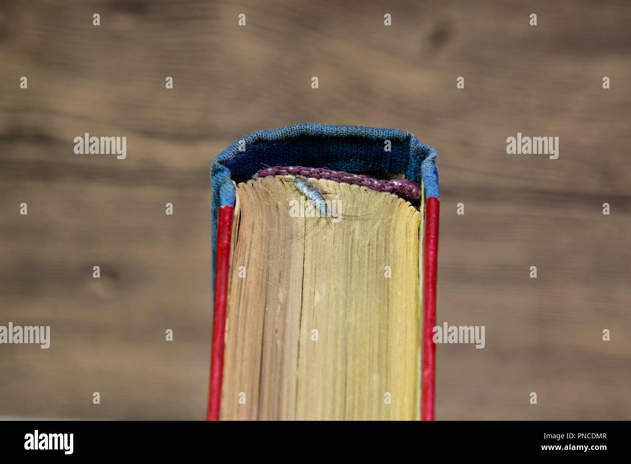 Insect feeding on paper - silverfish. Pest books and newspapers ...