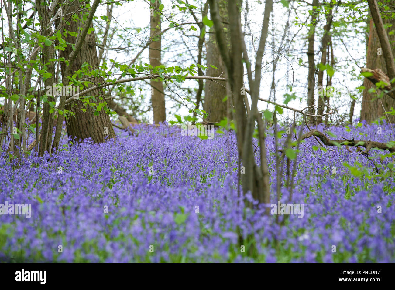 Ancient English bluebell (Hyacinthoides non-scripta) woodland Stock ...