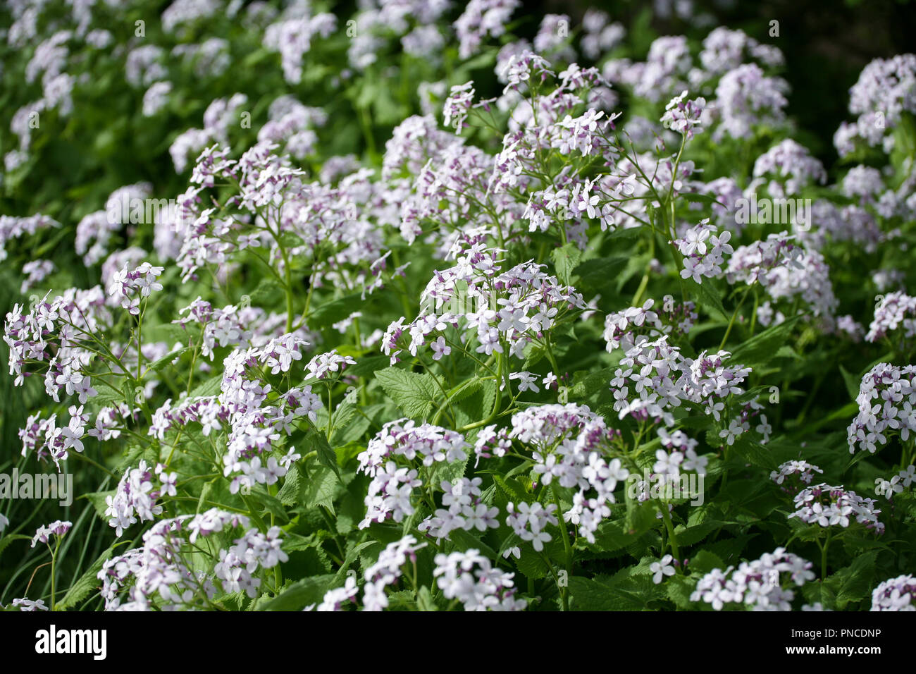 Lunaria rediviva grouping hi-res stock photography and images - Alamy