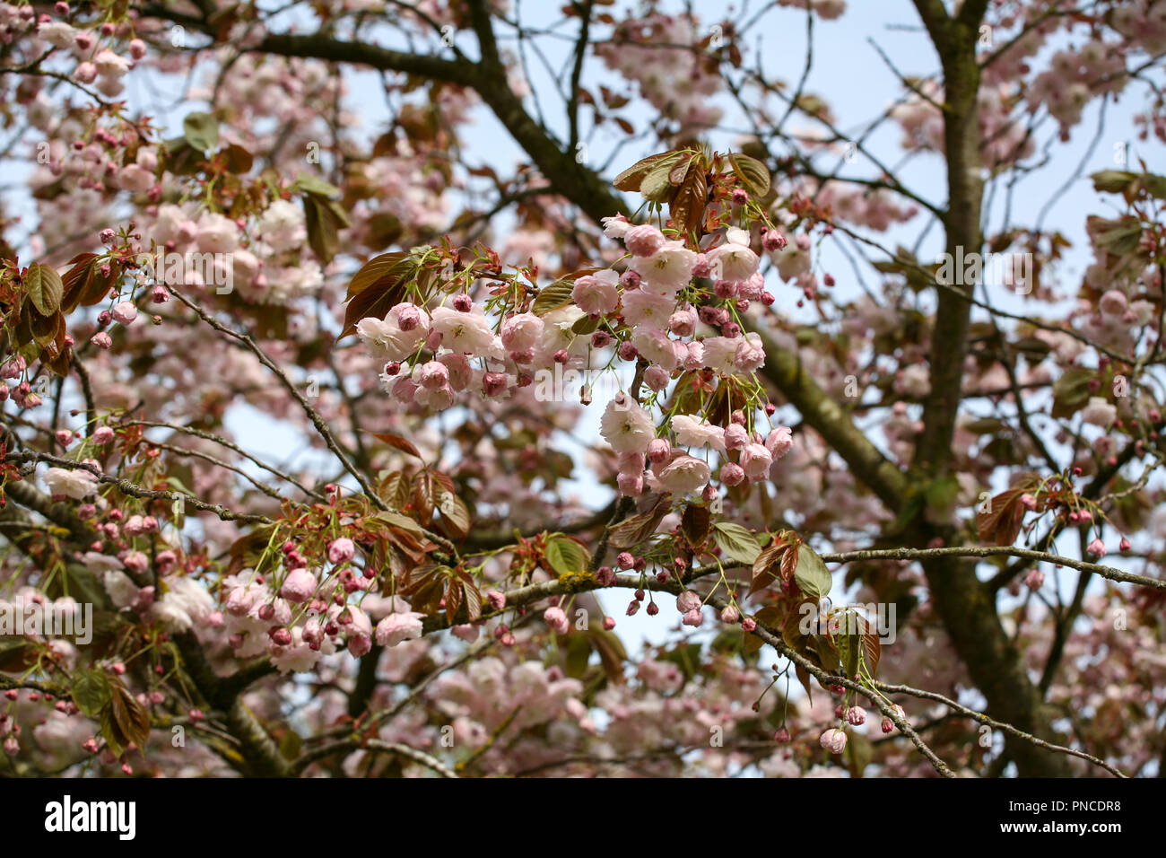 Japanese flowering cherry tree hi-res stock photography and images - Alamy