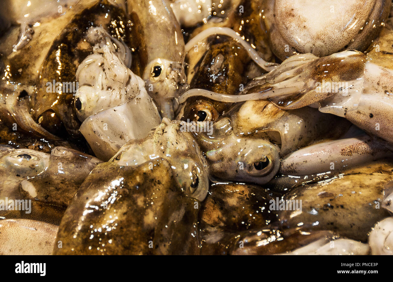 Fish squid ink hi-res stock photography and images - Alamy