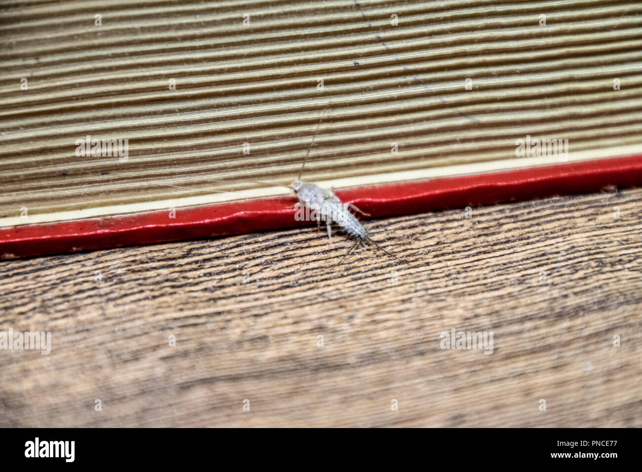 Insect feeding on paper - silverfish. Pest books and newspapers ...