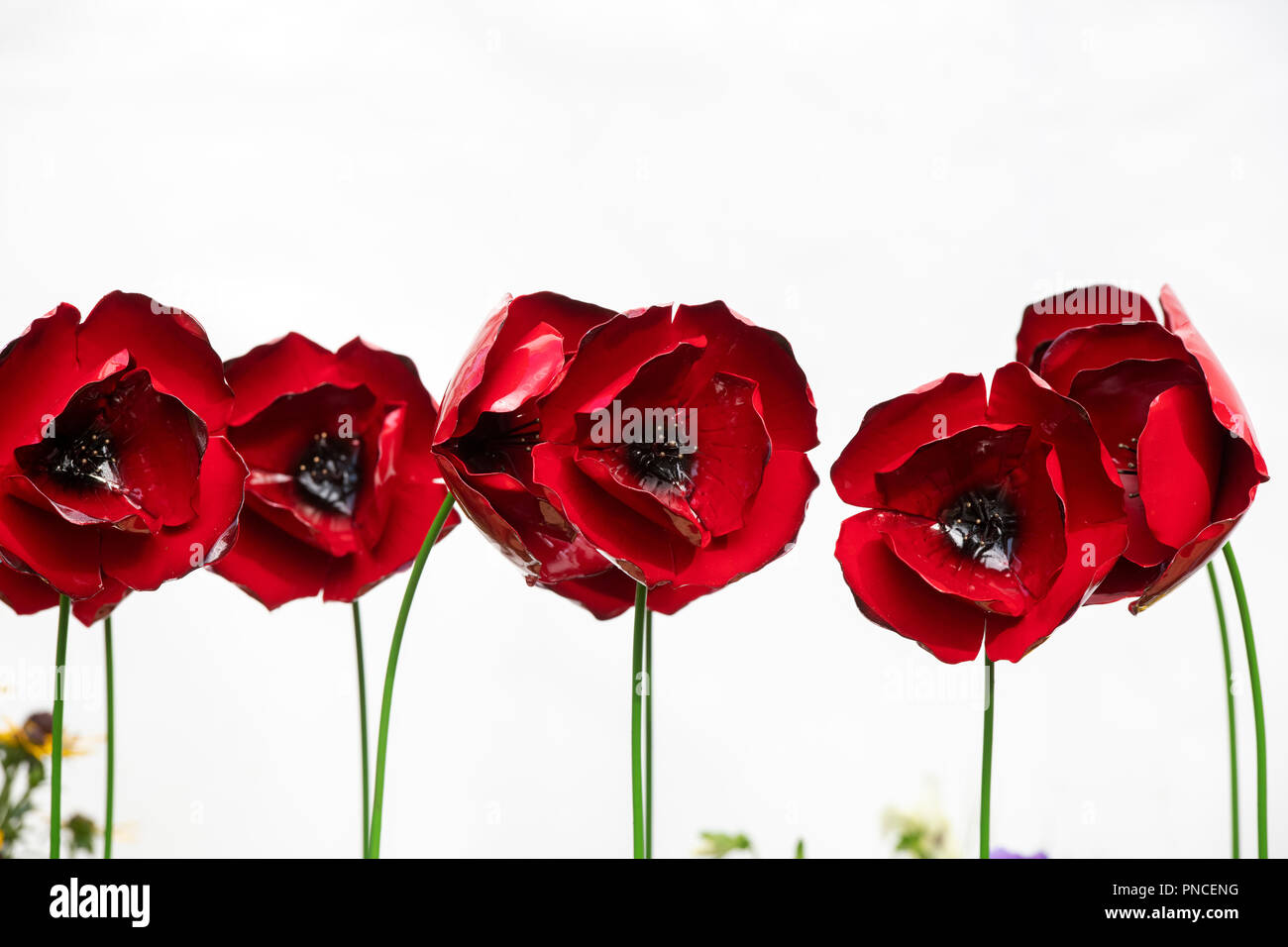 Line of red metal sculpted poppies against a white wall at RHS Wisley ...