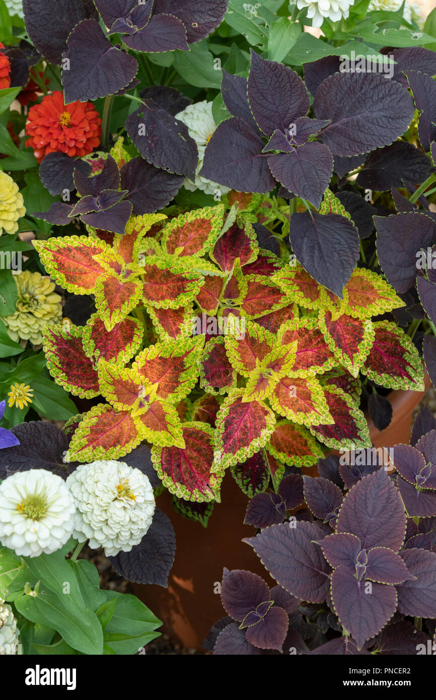 Coleus red hi-res stock photography and images - Alamy