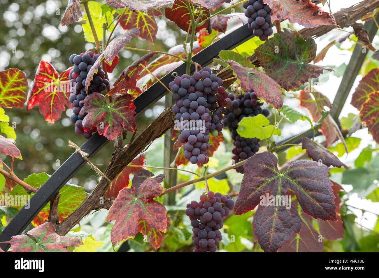 Vitis labrusca hi-res stock photography and images - Alamy
