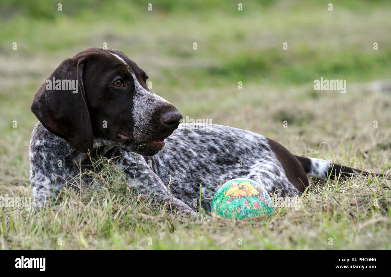 german shorthaired pointer, kurtshaar one brown spotted puppy lies on ...