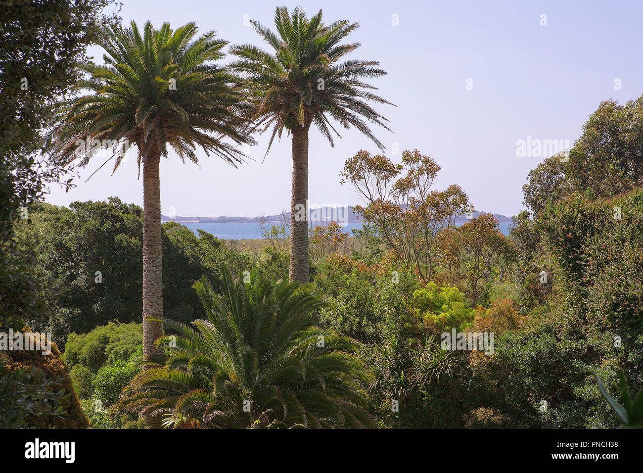 Middle Terrace, Tresco Abbey Garden, Isles of Scilly, UK, with Phoenix ...