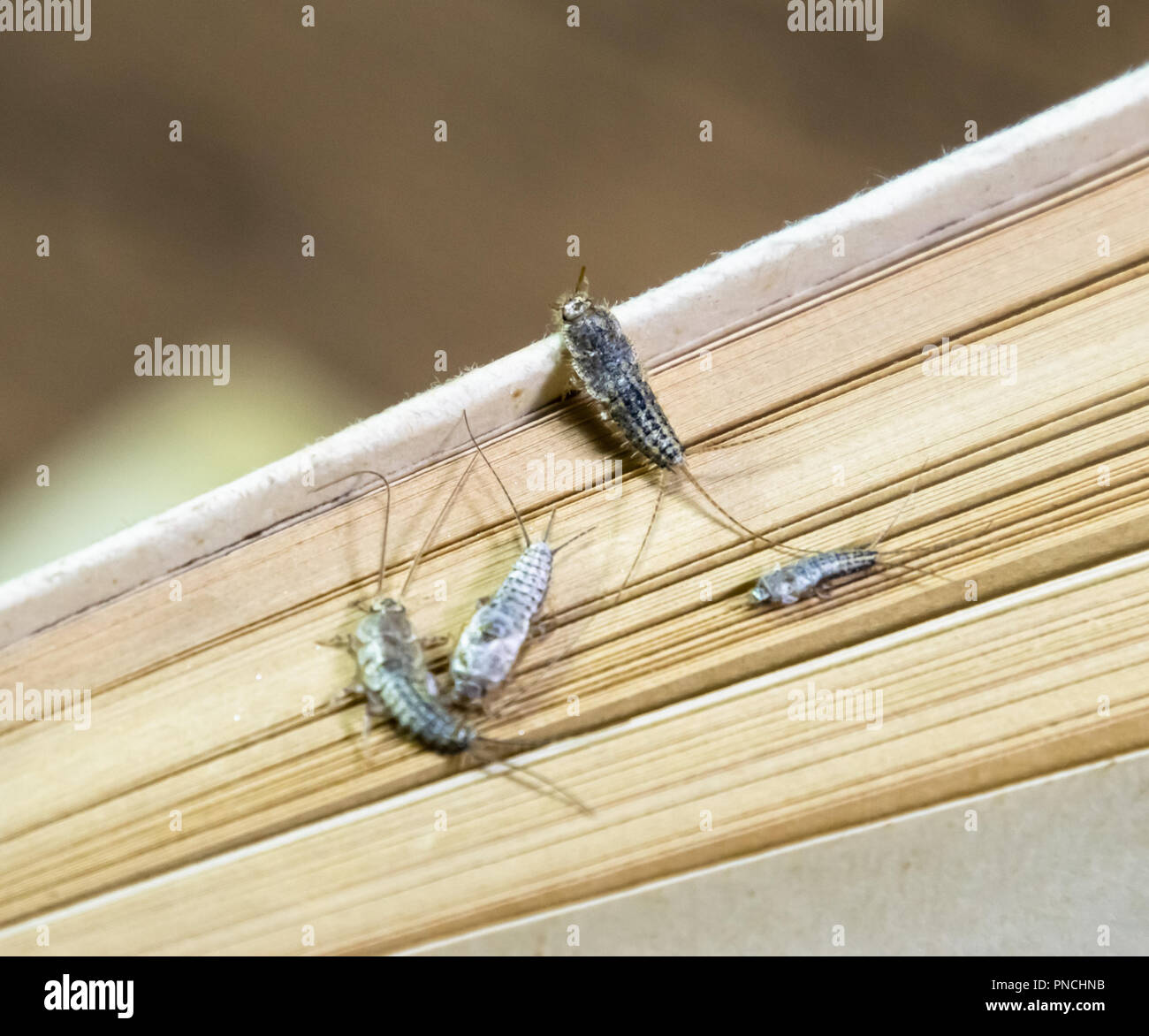 Insect feeding on paper - silverfish. Pest books and newspapers ...