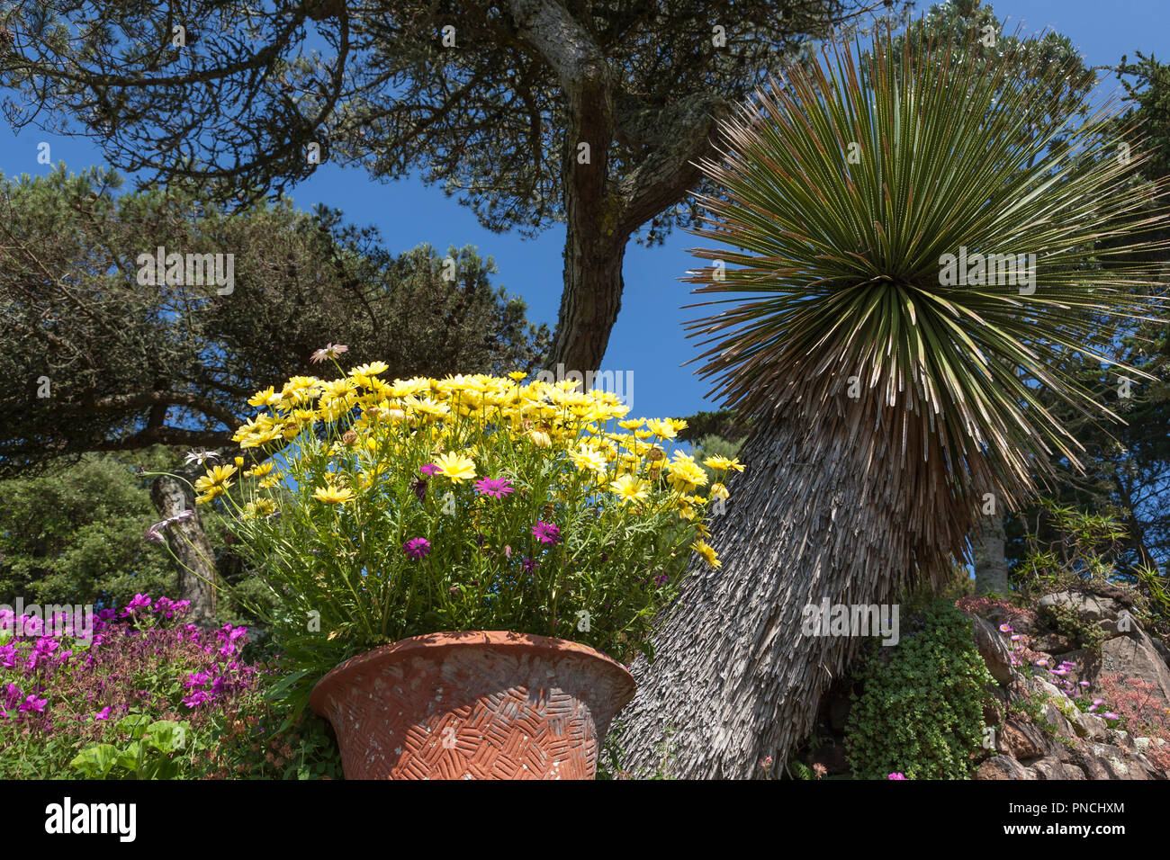 Middle Terrace, Tresco Abbey Garden, Isles of Scilly, UK Stock Photo ...